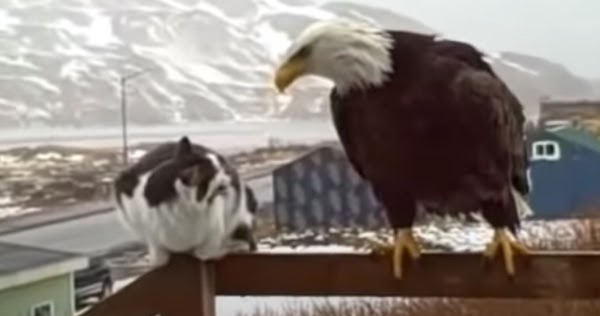 House Cat Is Not Intimidated By Bald Eagle