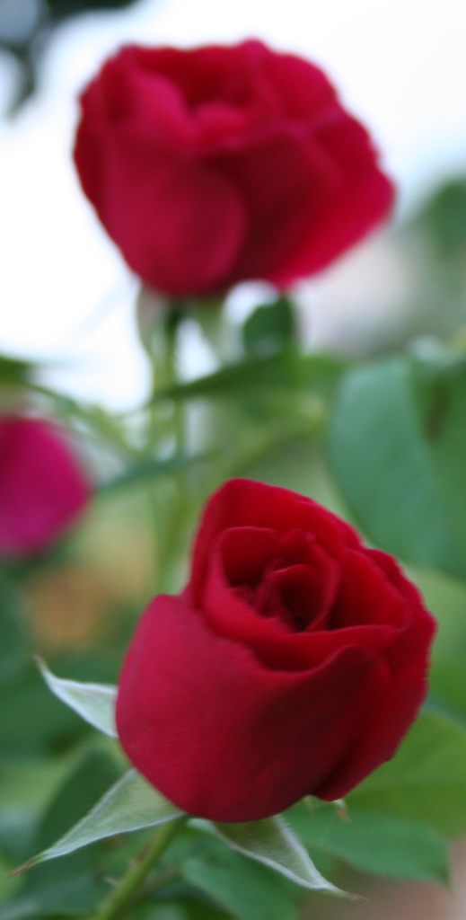 Crimson Glory Rose Bush