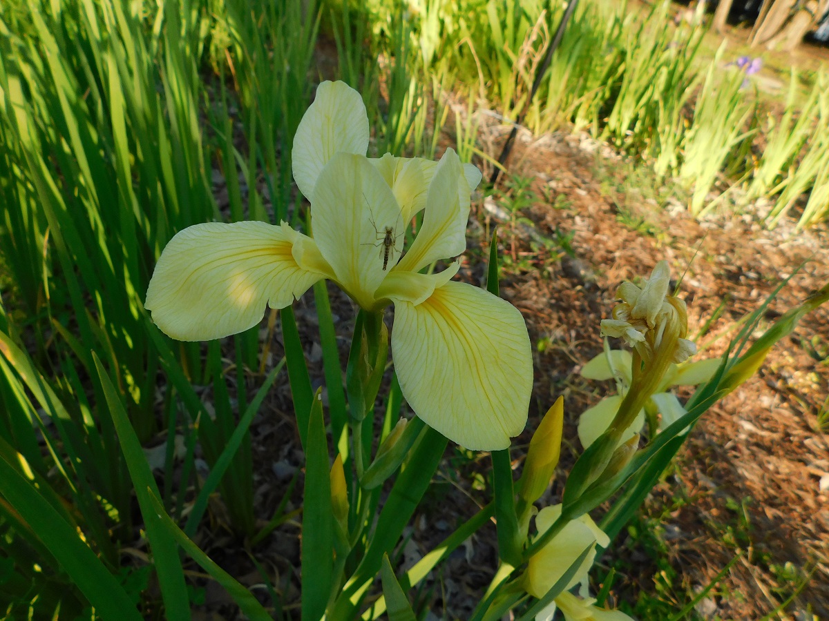 World of Irises: The "Open Form" of Louisiana Irises