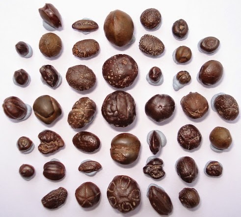 The Promise of Seeds: Magic in a Packet: Fossil Seeds
