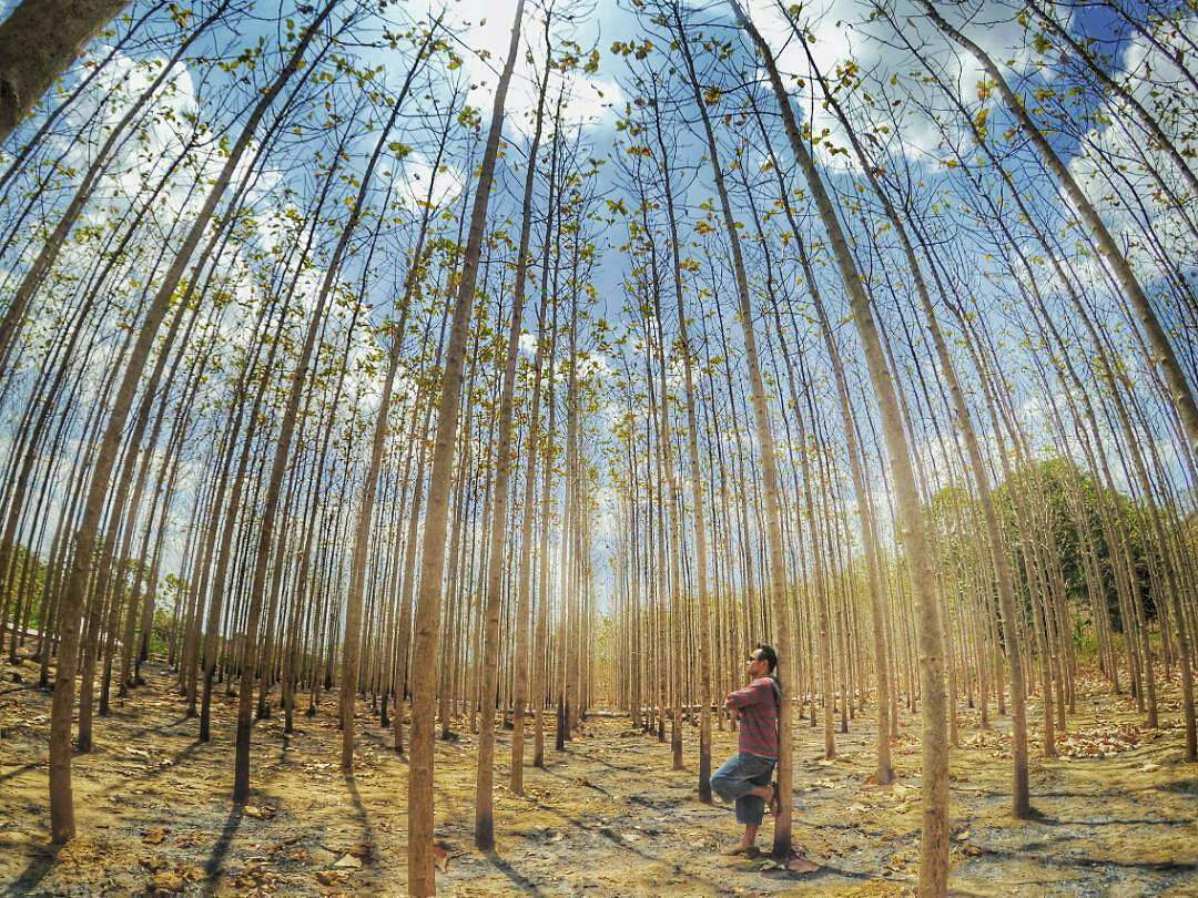 Hutan Jati Wonosoco - Explore Koedoes