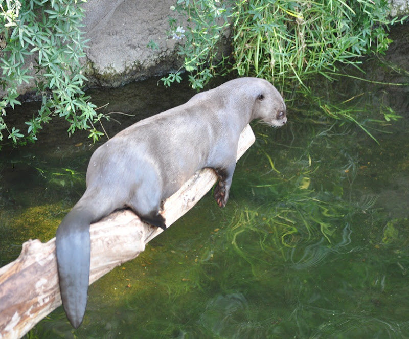 ZOOTOGRAFIANDO (MI COLECCIÓN DE FOTOS DE ANIMALES): NUTRIA GIGANTE DEL ...
