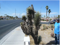 Xtremehorticulture of the Desert: Transplanting Joshua Tree Success ...