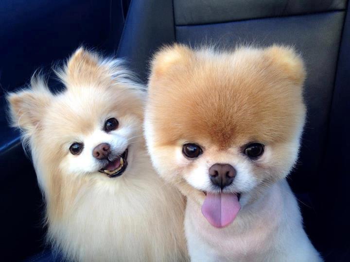 Clube dos Bichos: os animais mais fofos do mundo!!!!!