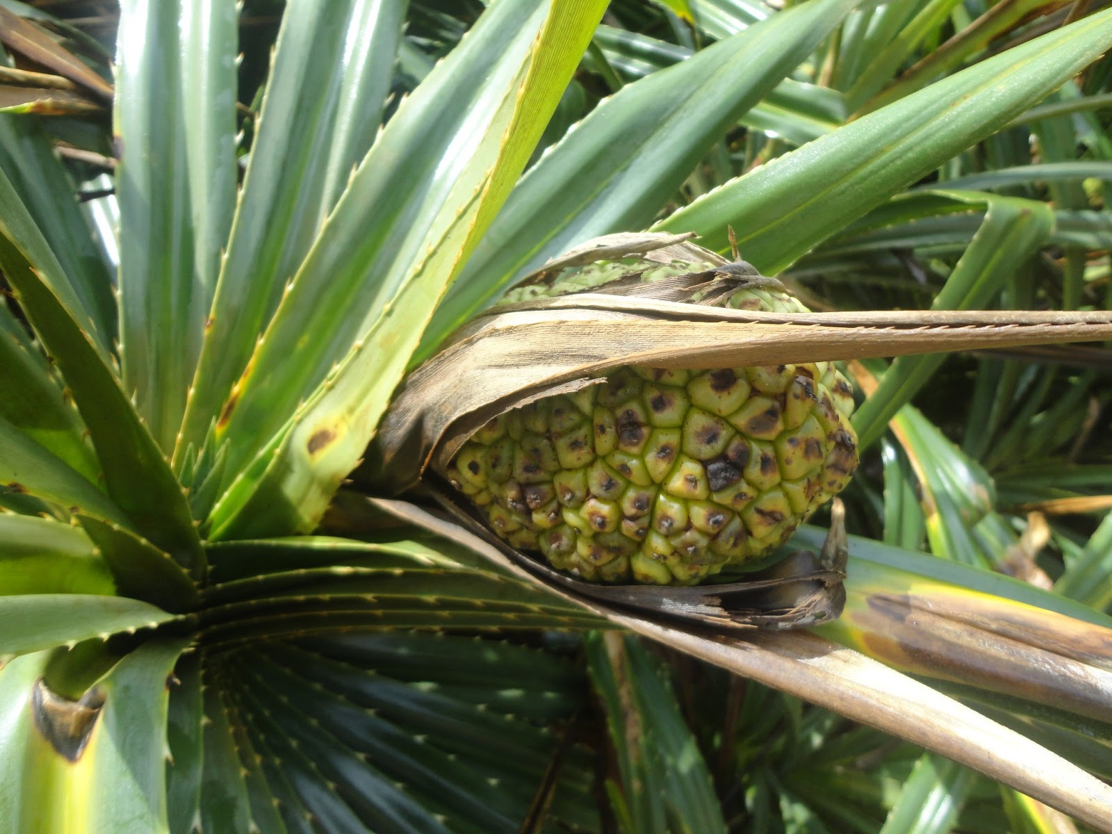 Simple Travels: BiKe RiDe to Bopitiya/Uswetakeiyawa - Roadway