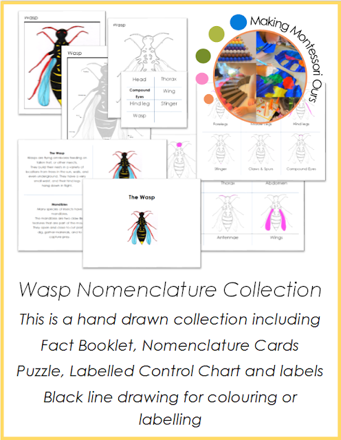 Wasp Exploration Unit, Montessori Science & Nature At Home - "Making ...