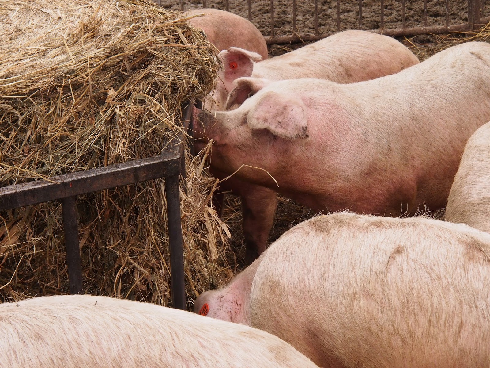 Pastures A Plenty: Brood sows