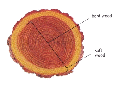 Secondary Growth And Development Processes Of Plant - New Science Biology