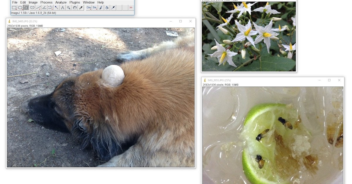 My imageJ: Synchronise Windows สามารถแชร์และควบคุมการทำงาน ของเมาส์ พร้อมกันหลายวินโดว ได้
