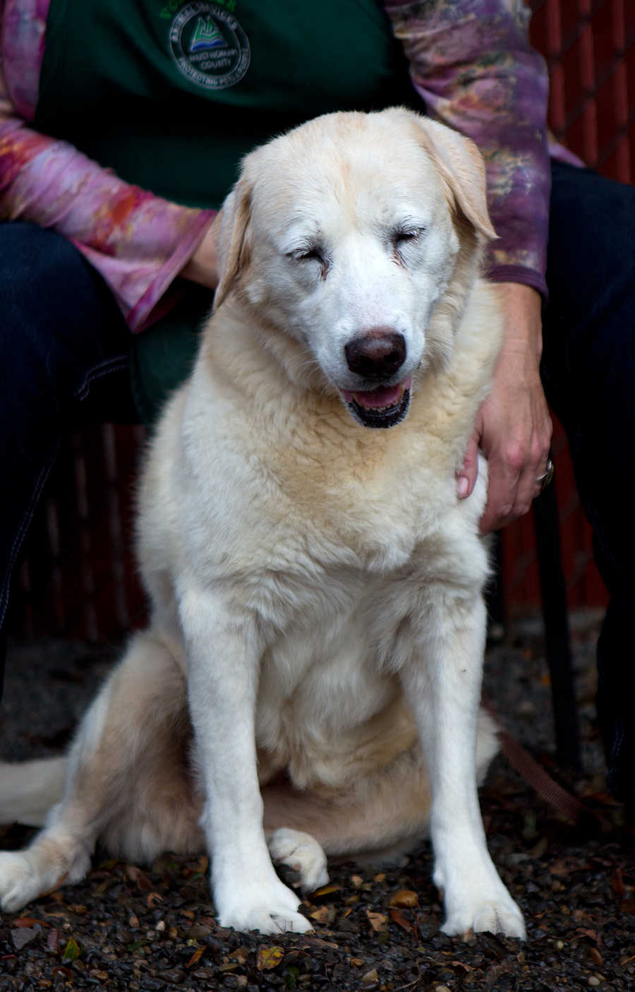 Shelter Dogs of Portland: "JULIE" darling senior Yellow Lab