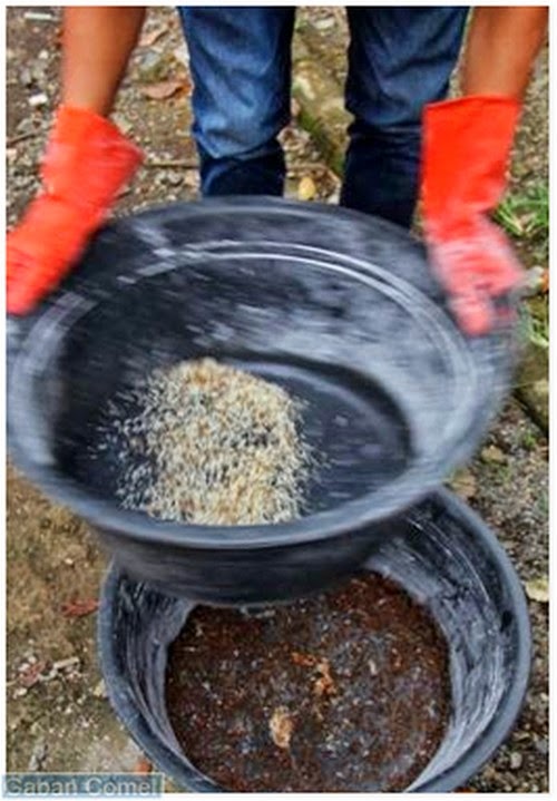 Proses Penghasilan Telur Semut Sumber Makanan Tambahan . - Gaban Comel