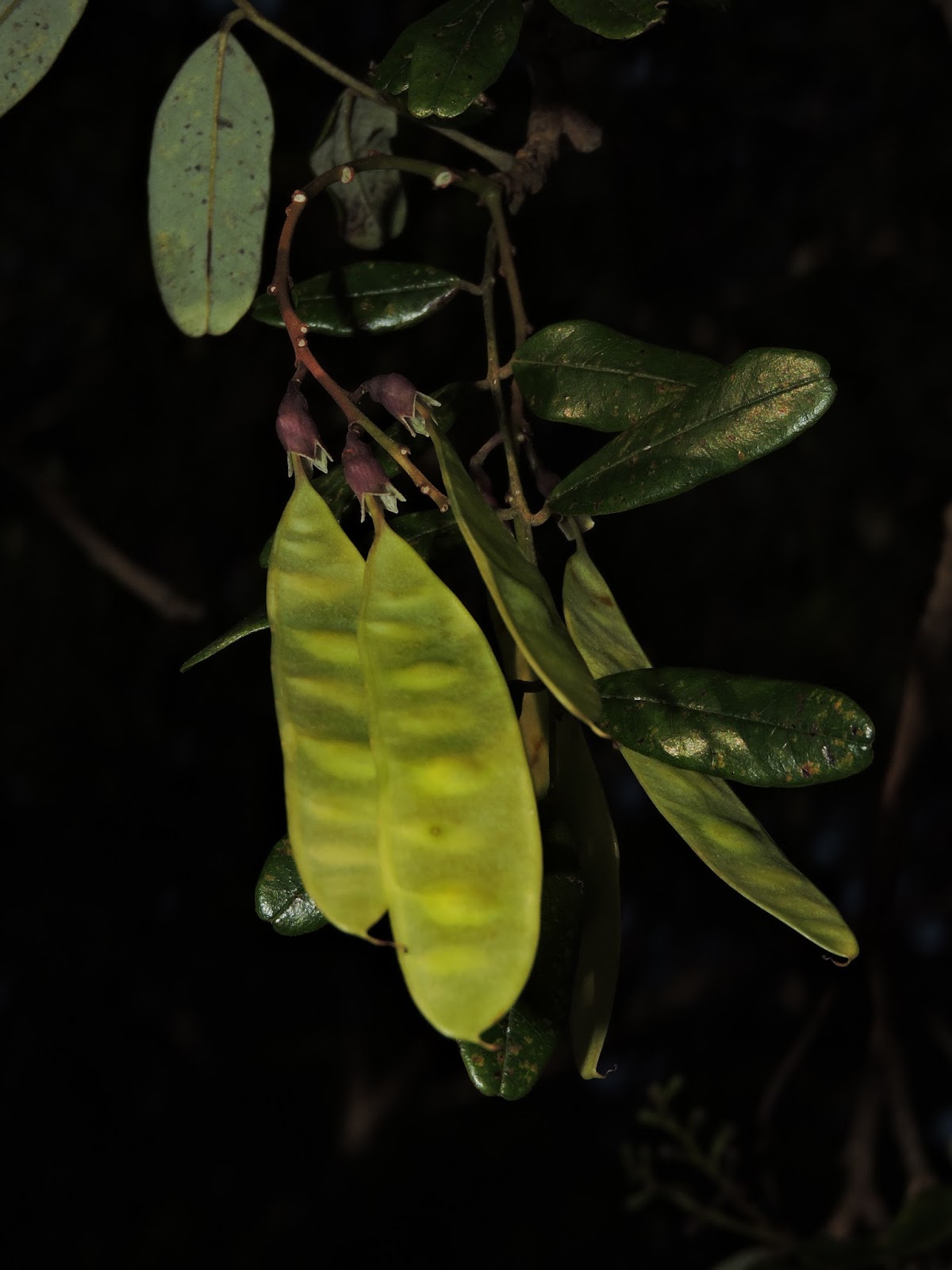 Fabaceae - Leguminosae no Brasil: Fabaceae - Bowdichia virgilioides ...