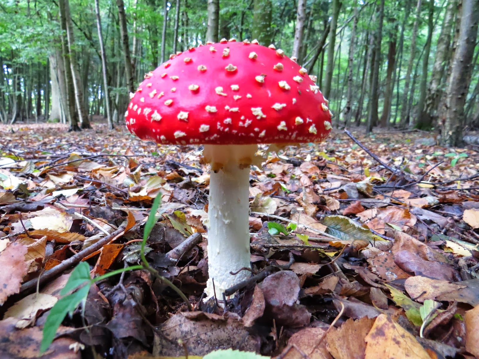 Appleton Wildlife Diary: Fly agaric