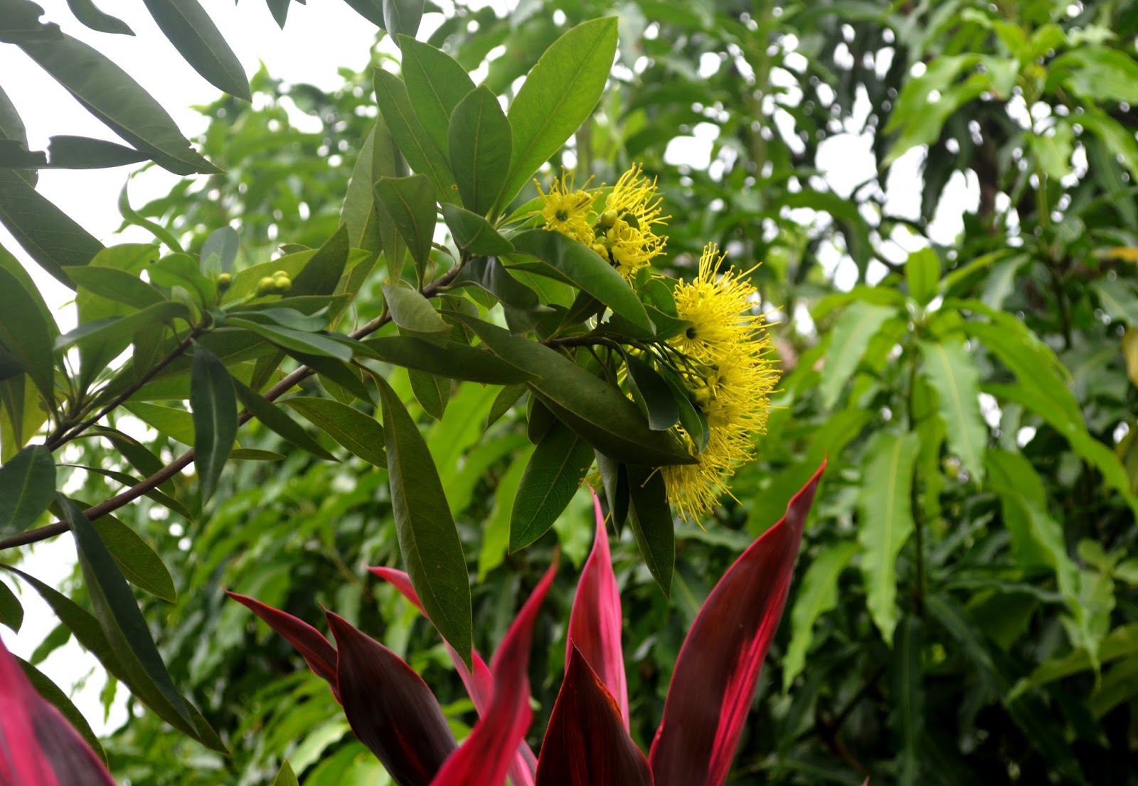 my Gardening Projects: Two yellows and a Penda