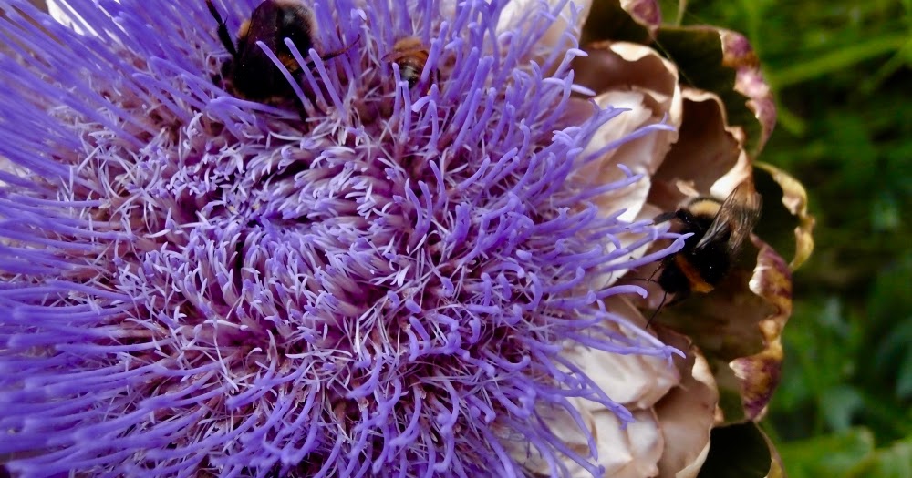 une fleur d'un jour: :: cynara cardunculus v