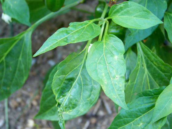 Health Benefits of Chili Leaves - FOW 24 NEWS