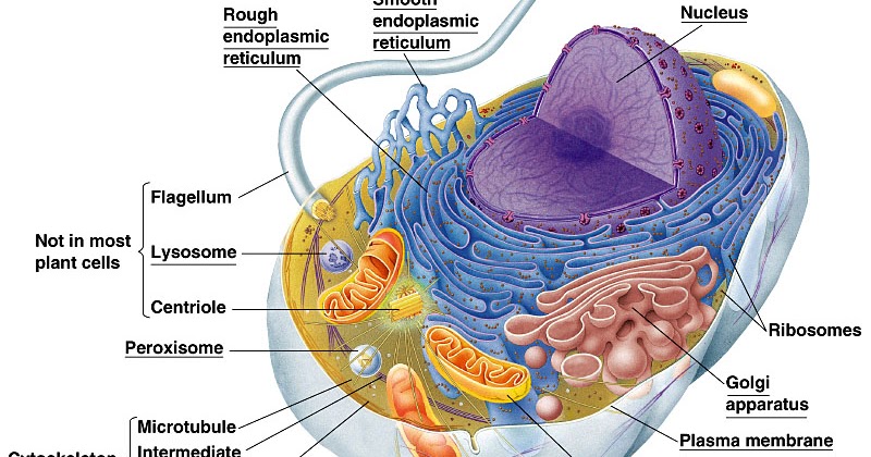 Pelajaran Biologi "Materi Tentang Sel": Gambar Sel Hewan Serta Bagiannya