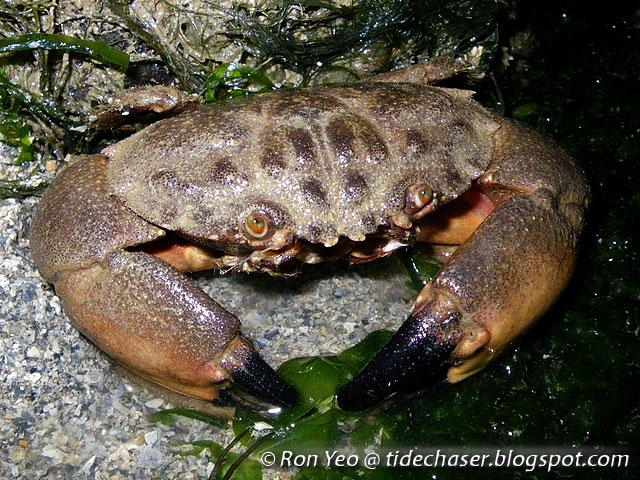 tHE tiDE cHAsER: Stone Crabs (Phylum Arthropoda: Family Menippidae) of ...