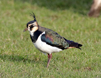 Another Bird Blog: Updated.