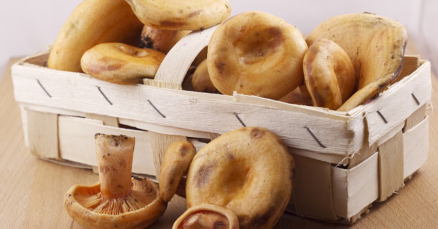 Mleczaj rydz - Rydz - Smakowity blog