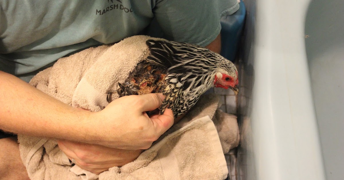 HighTail Farms: Chicken Surgery