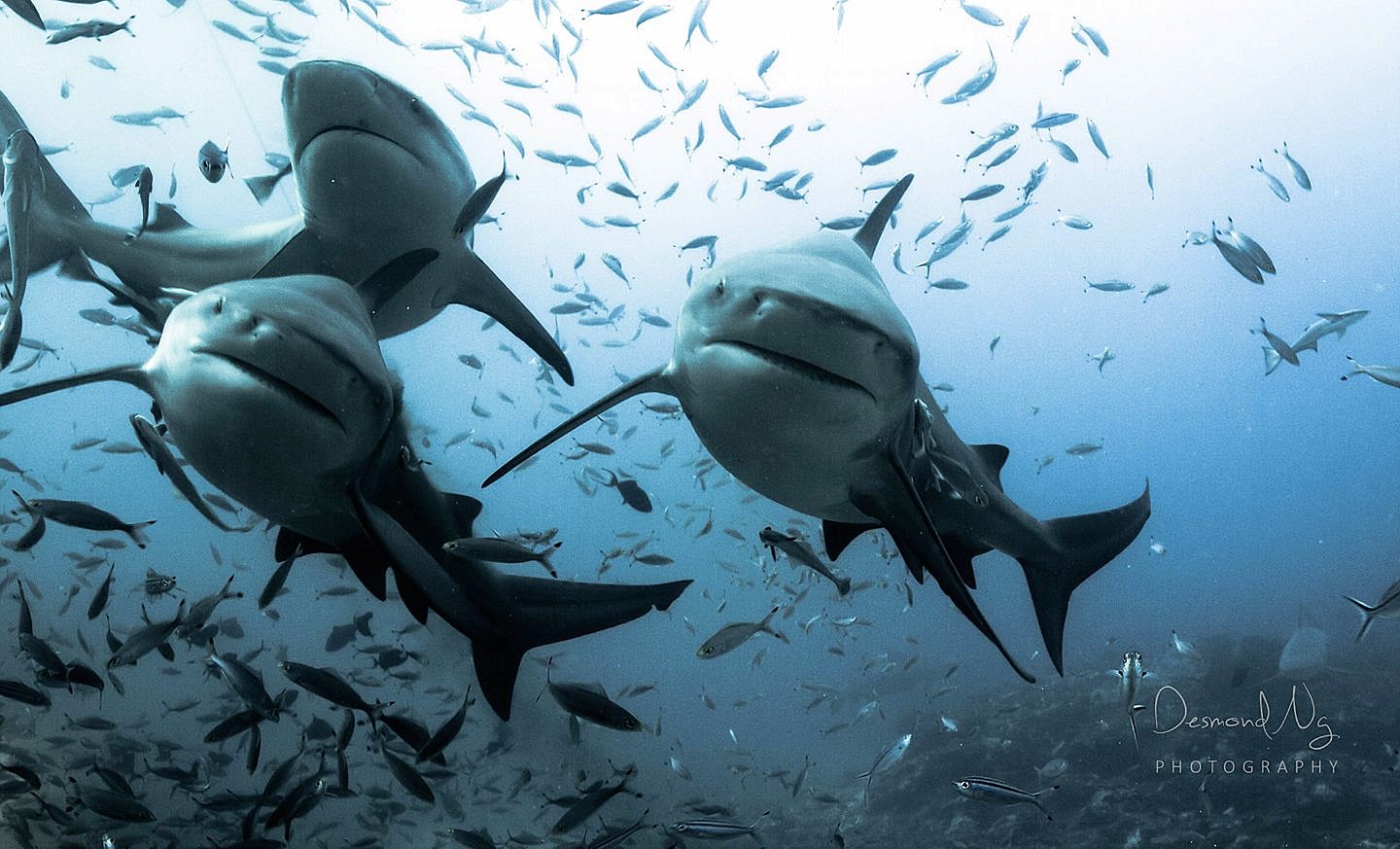 The Best Shark Dive in the World!: Beautiful and Peaceful!