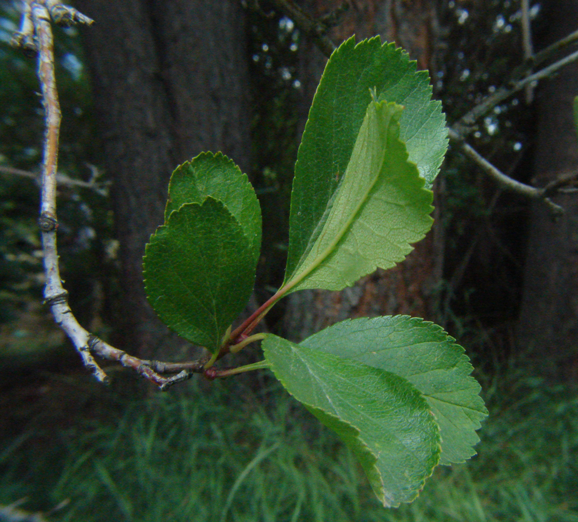 shrub identification: Crataegus douglasii