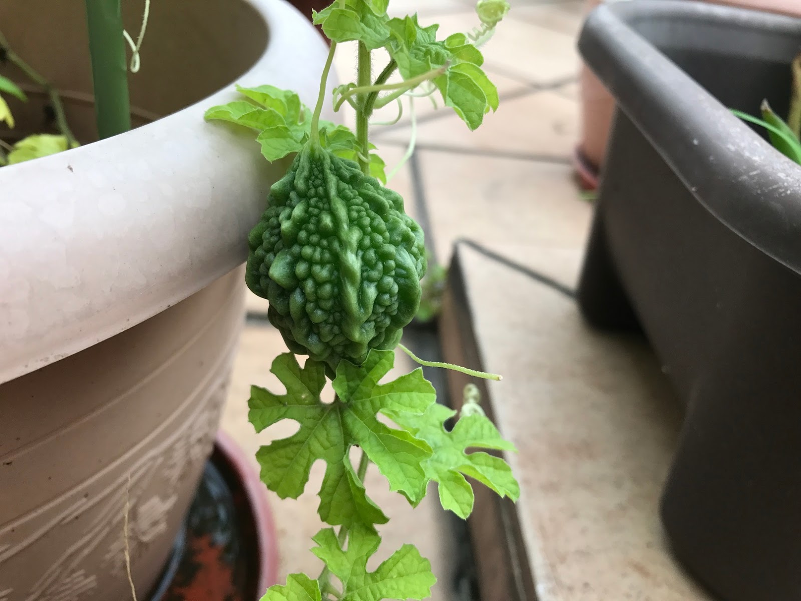 My Little Princess and Prince: 8 Jul 2018 - Our mini Bitter Gourd!