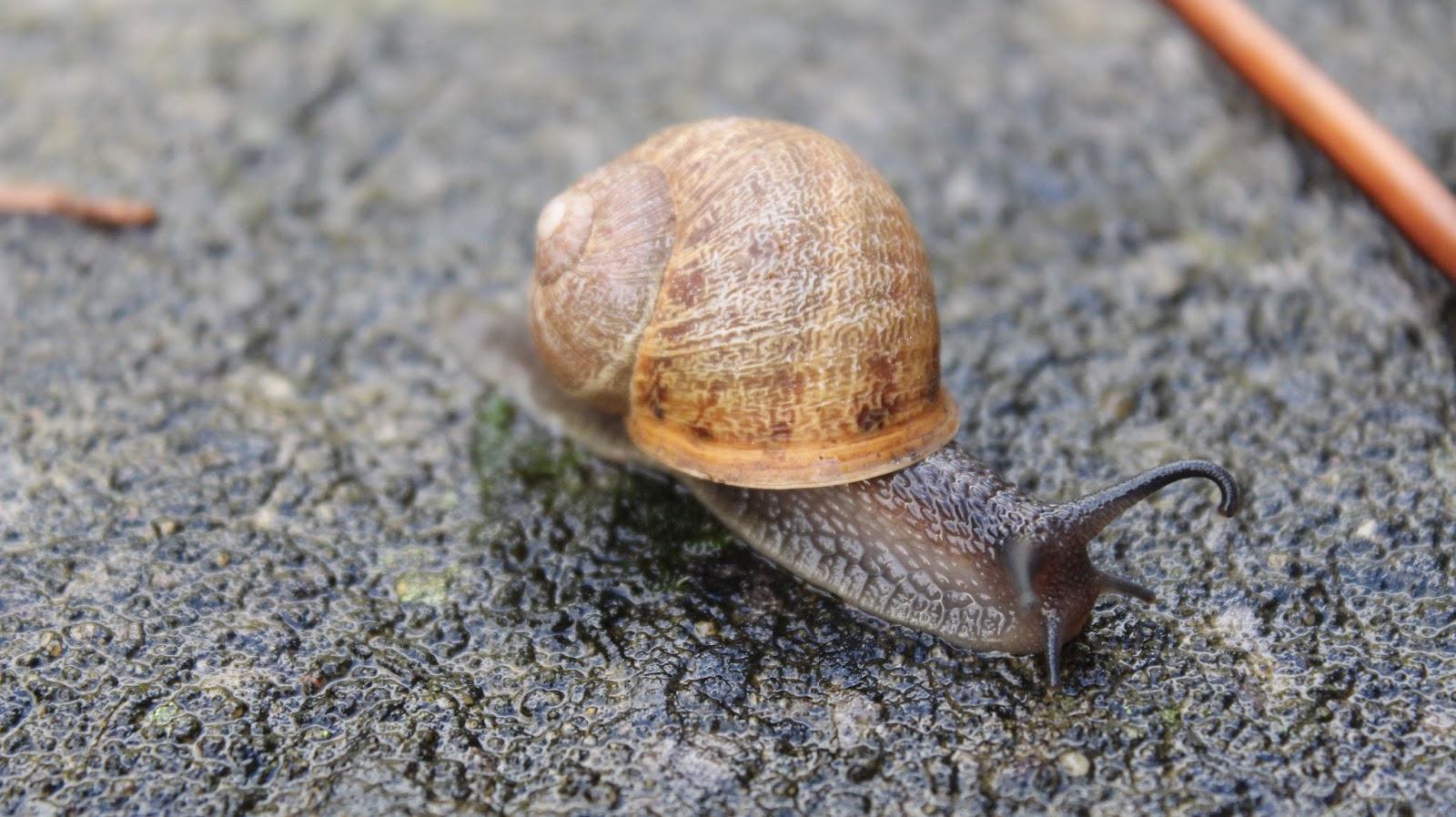 Special Effects - Brave New World: Snail Skin and Mucas