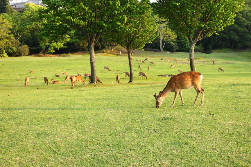 One Time One Meeting: From Country of Deer