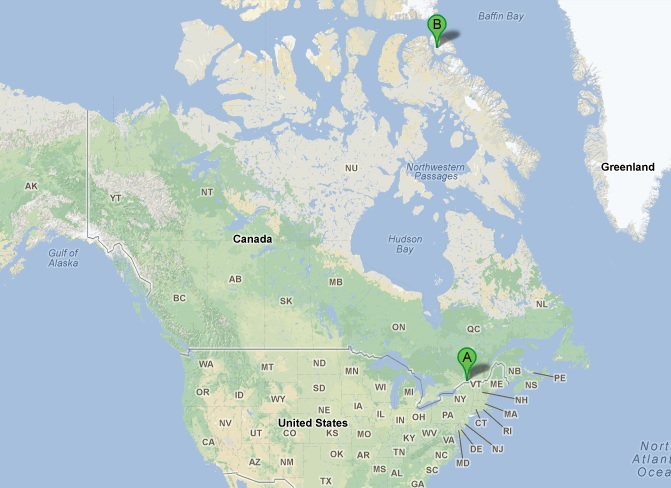 The Nomadic Naturalist: Snow Goose update