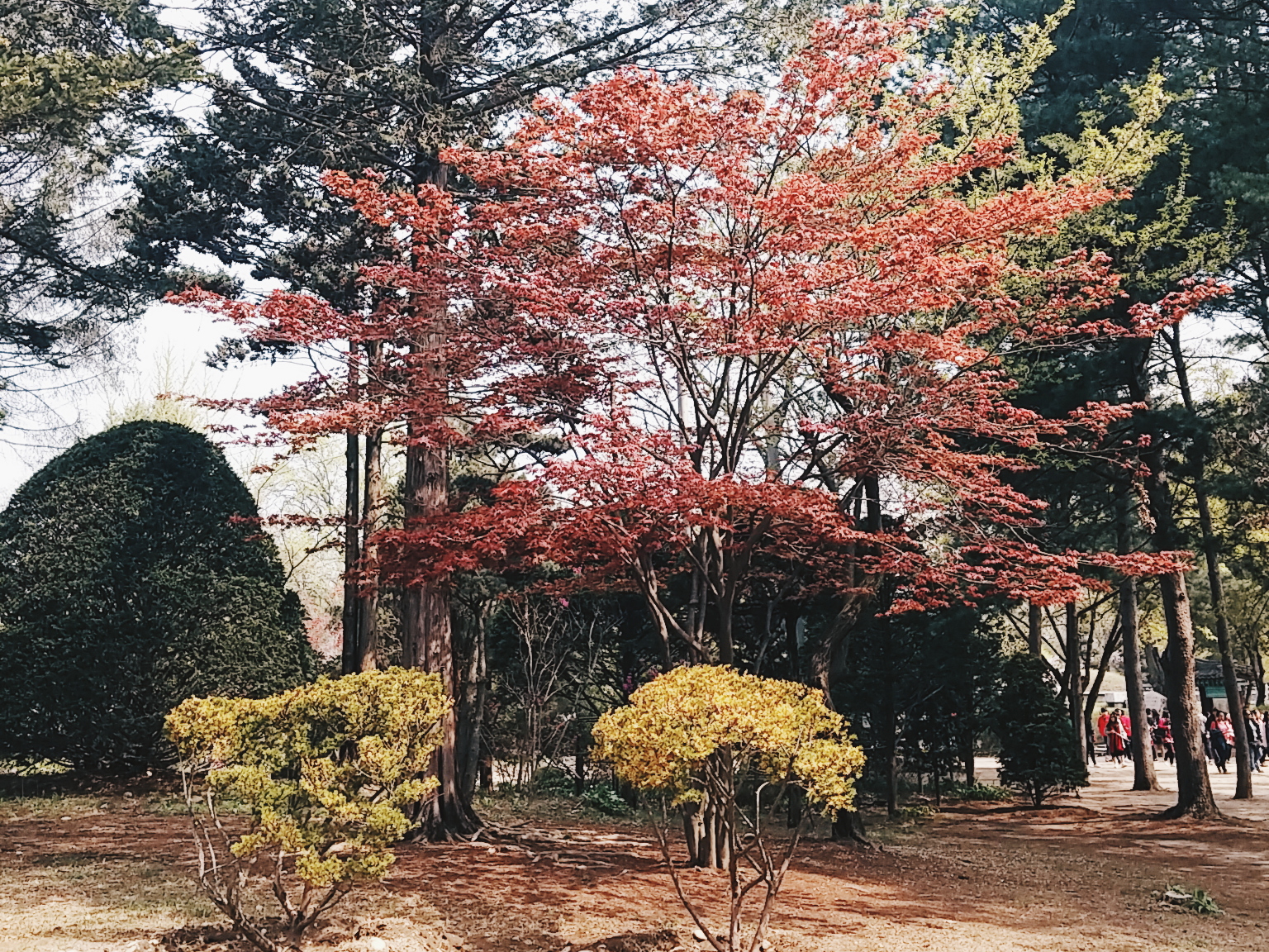 KOREA VACAY : WARM SPRING AT NAMI ISLAND - LEVINAPANGESTU