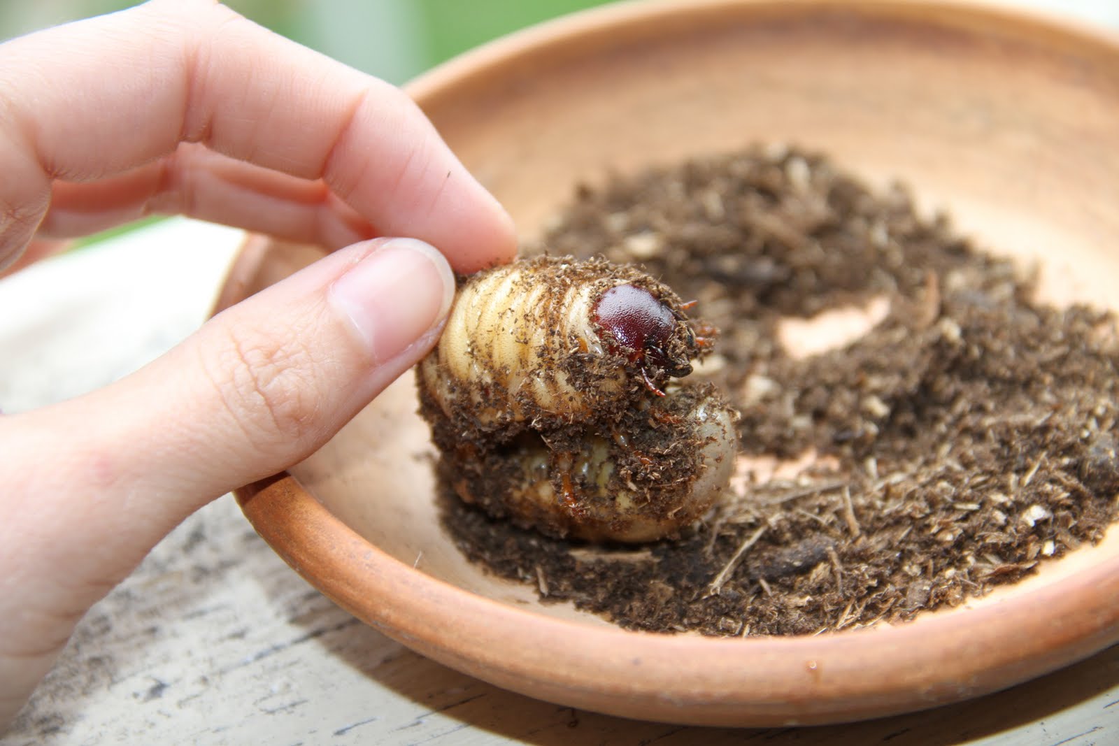 Medellín Multicolor: Mojojo