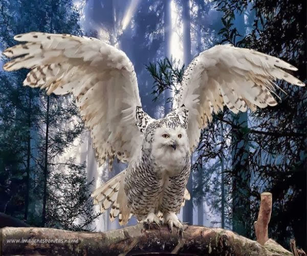 ESPEJO ENCANTADO**LEYENDAS: BUHO