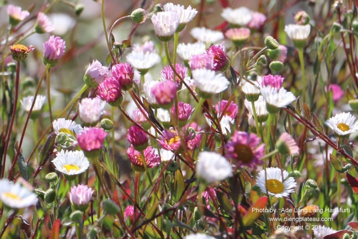 Pesona Bunga di Jawa Tengah - Pejuang Pena