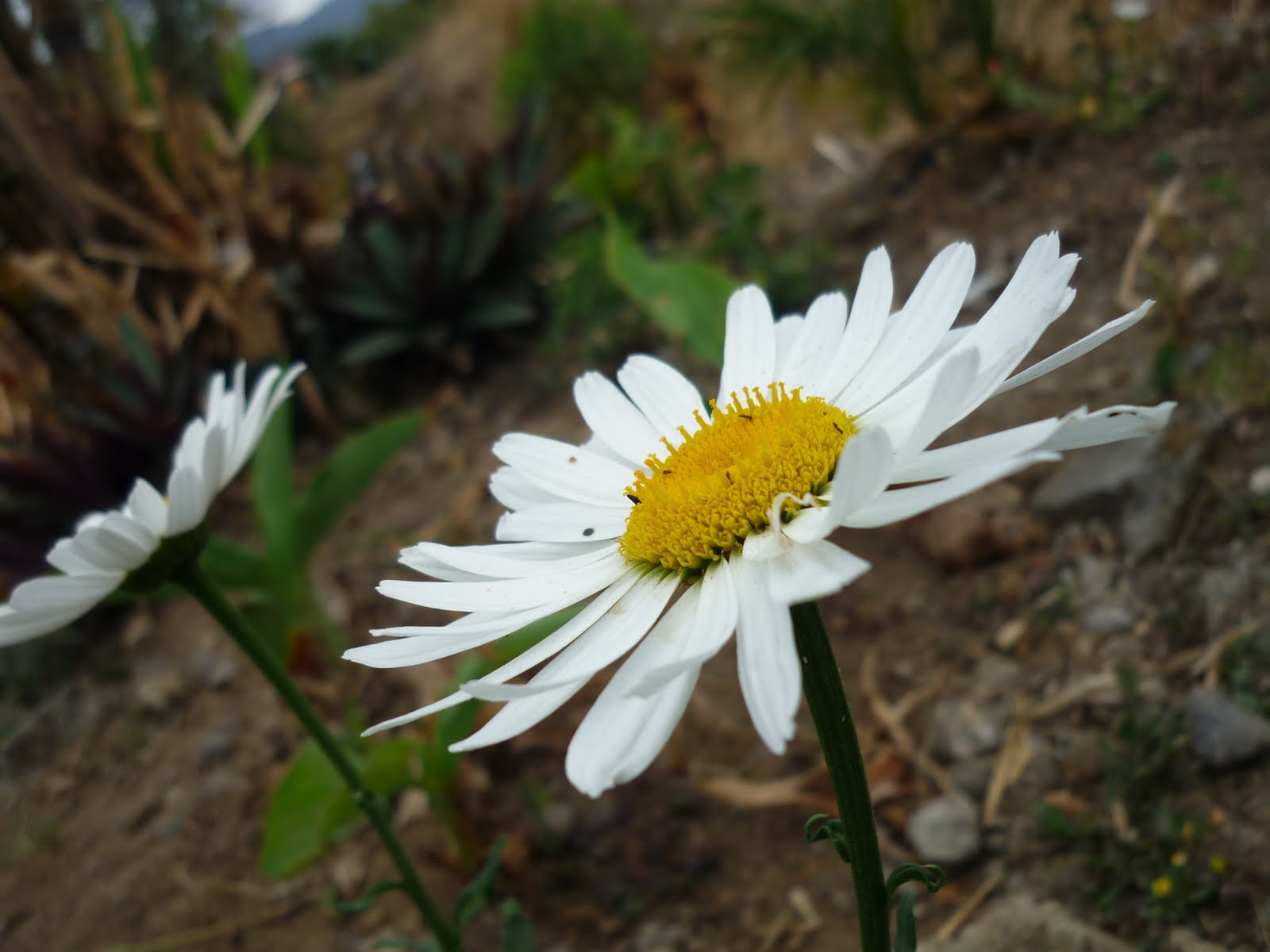 Familia Asteraceae: Asteraceae