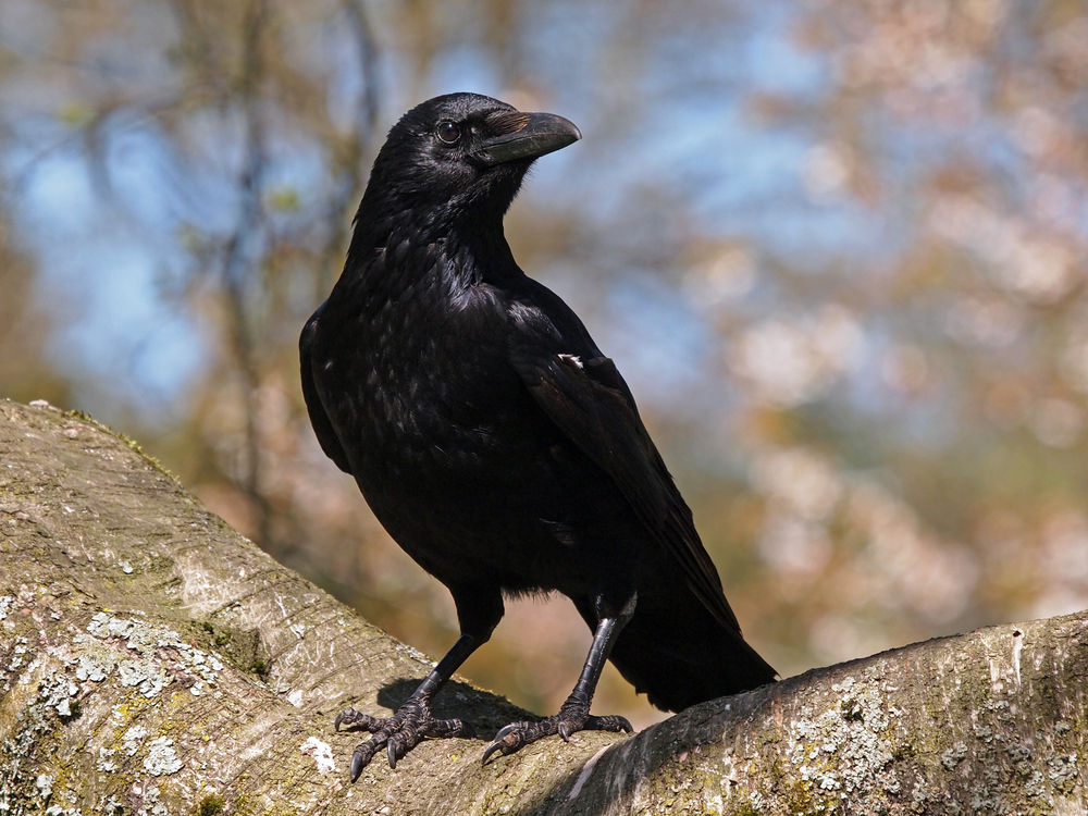 Book Readers Heaven: Anne Toole Presents The Crow and the Big Oak Tree