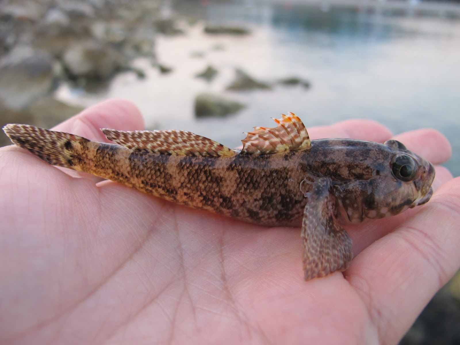 In the footsteps of Steve Wozniak