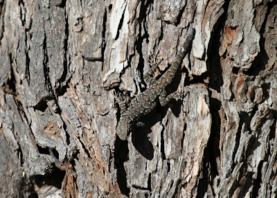 The Azure Gate: Lizards - Part III