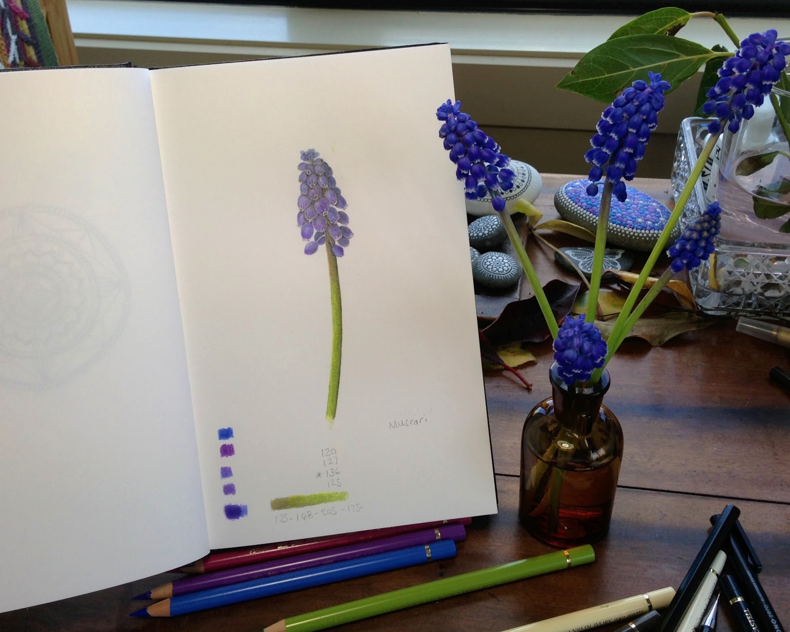 MagaMerlina: Grape Hyacinth Revisited
