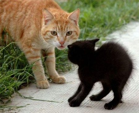 Gatos peleando - Imagui