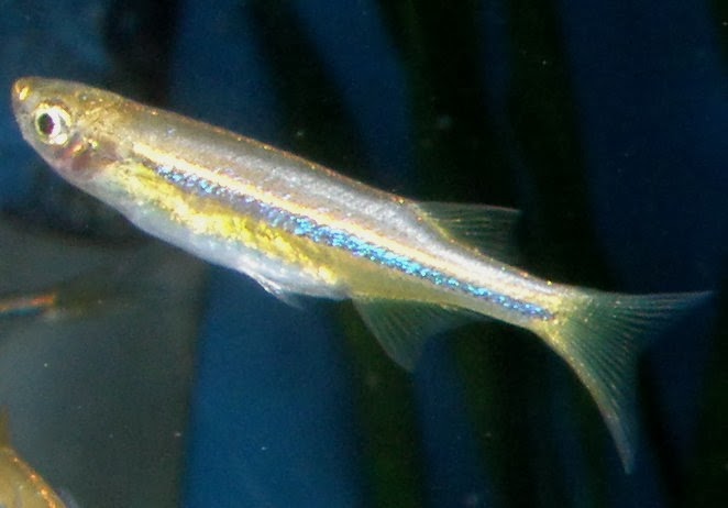 金魚&水族快訊Goldfish & Aquarium Messages: 藍珍珠燕子燈魚(Laubuca dadiburjori /Chela ...