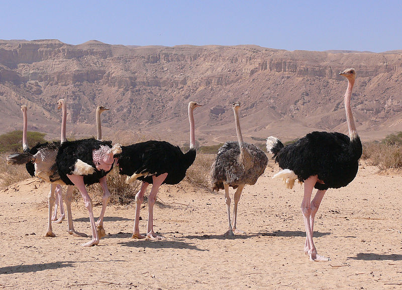 Ocean of memories: OSTRICH