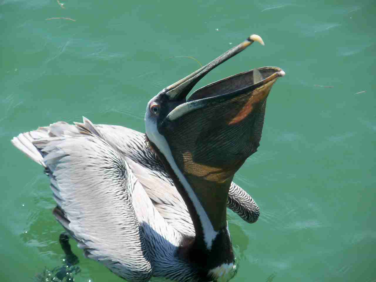 Southwest Florida Shoreline Studies: Pelican biting off more than he ...