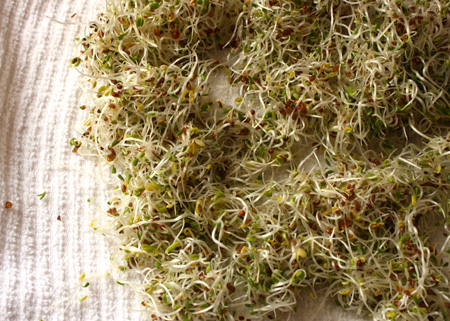 The Parsimonious Princess: Gardening Without Soil: How to Grow Sprouts ...