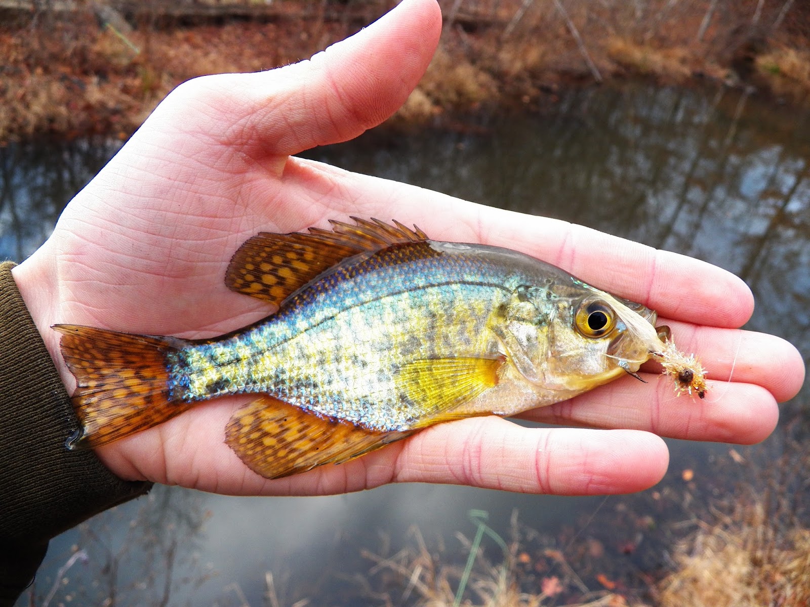Connecticut Fly Angler: A Panfish Trifecta and Ditch Sunnies