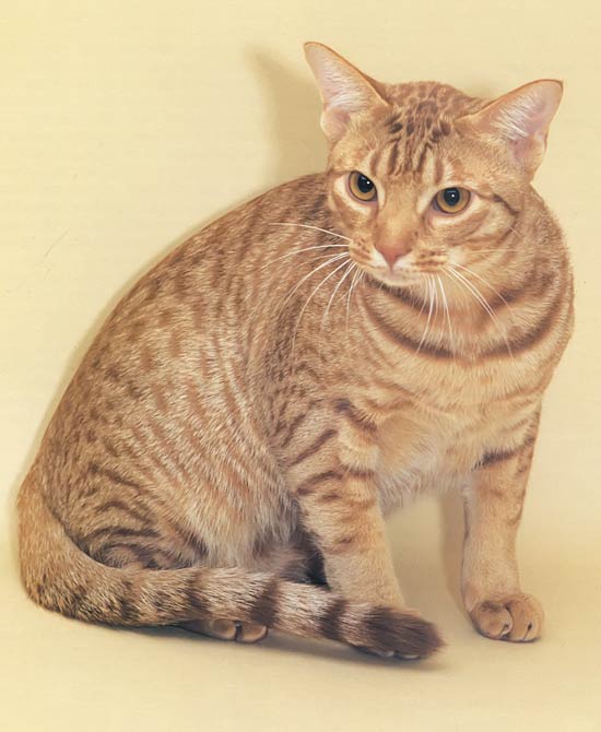 Cat Pictures and Information