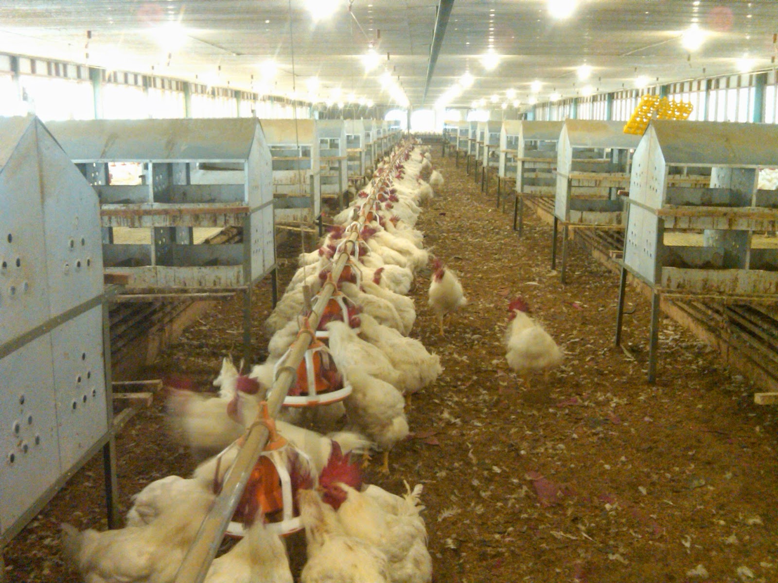 pt panca patriot prima: panca patriot prima