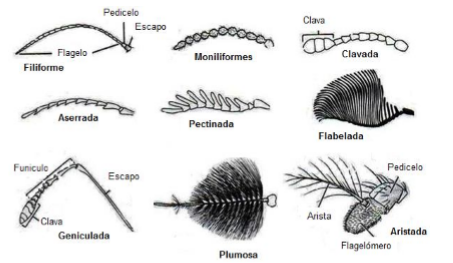 ¿TODOS LOS INSECTOS SON IGUALES?: APÉNDICES Y ALGO MÁS