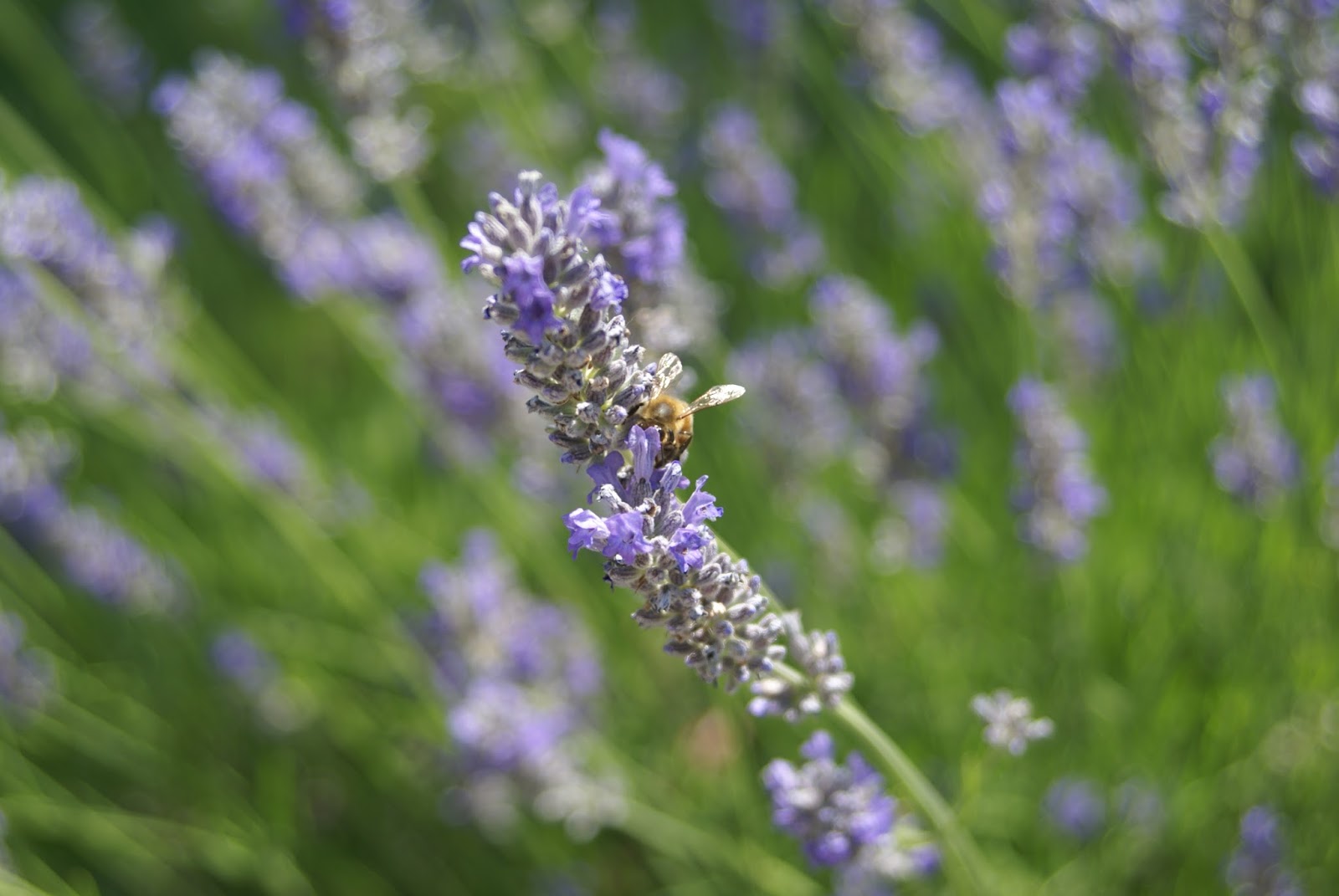Readerbuzz: Iconic Paris*: Amazing Flowers